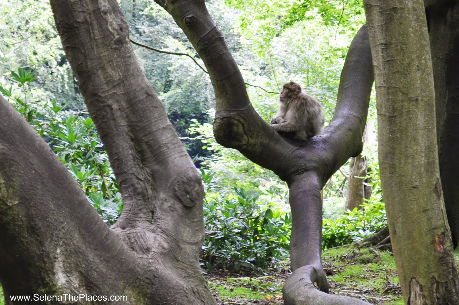 Oh, the places we will go!: Monkey Forest