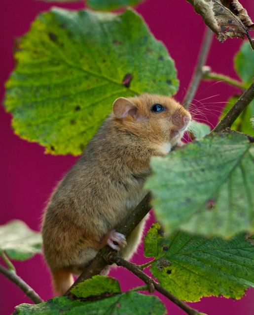 British Wildlife Centre ~ Keeper's Blog: Common Dormouse; Species Profile
