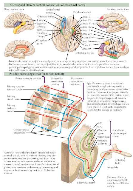 MEMORY CIRCUITS - pediagenosis