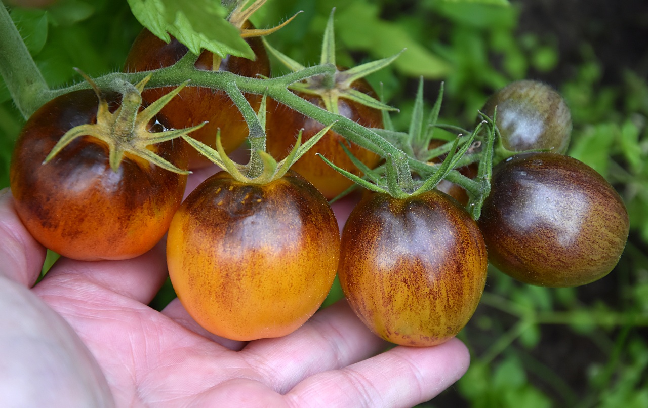 Helenes Tomater: Atomic Sunset