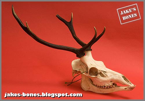 My five pointer red deer skull : Jake's Bones