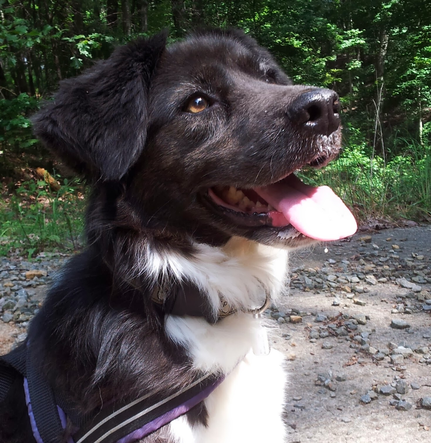 Raise a Green Dog!: Start your dog's new year off right! Help them be ...