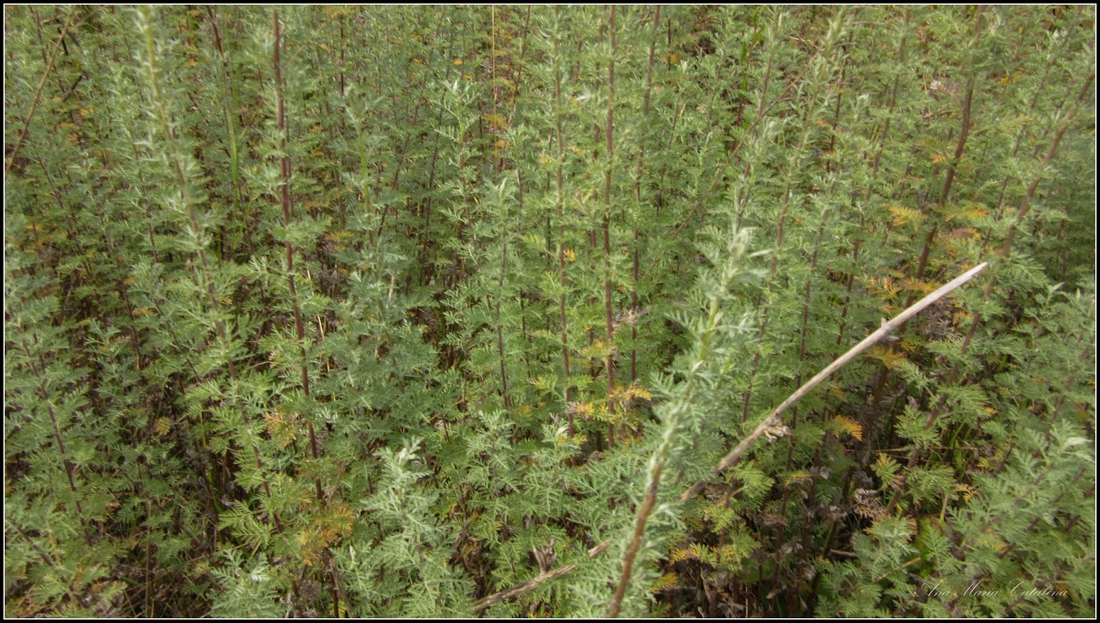 Lumea văzută din Turda: Pelin negru (Artemisia vulgaris)