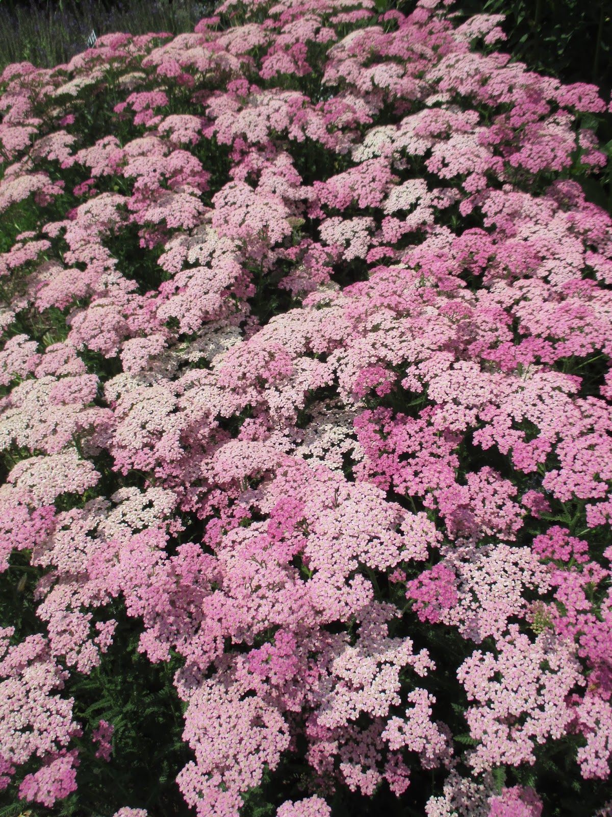 Rotary Botanical Gardens - Hort Blog: Finishing Touches