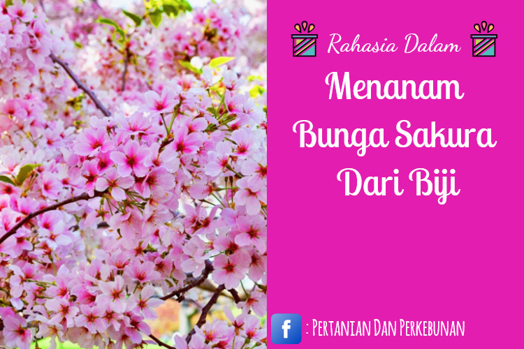 Fantastis 19+ Gambar Tanaman Bunga Sakura - Gambar Bunga Indah