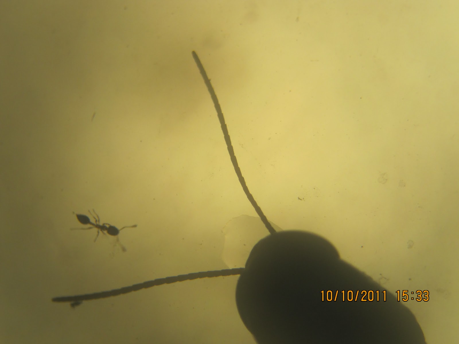 morfolofi serangga: pengamatan mikroskopis morfologi serangga