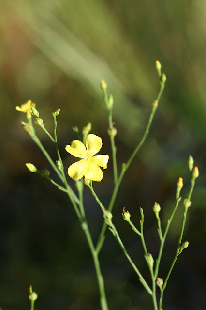 Native Florida Wildflowers: Stiff Yellow Flax - Linum medium var. texanum