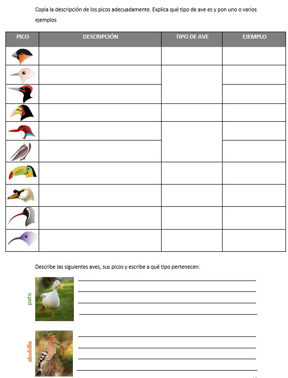 CIENCIA POR INDAGACIÓN EN EL AULA: Unidad Didáctica 4/8 - Las Aves