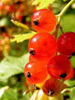 GROSELHA - Conheça a fruta que dá origem a xaropes, caldas, licores ...