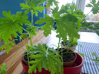 Droga do prostego życia: Życiodajne rośliny: anginka