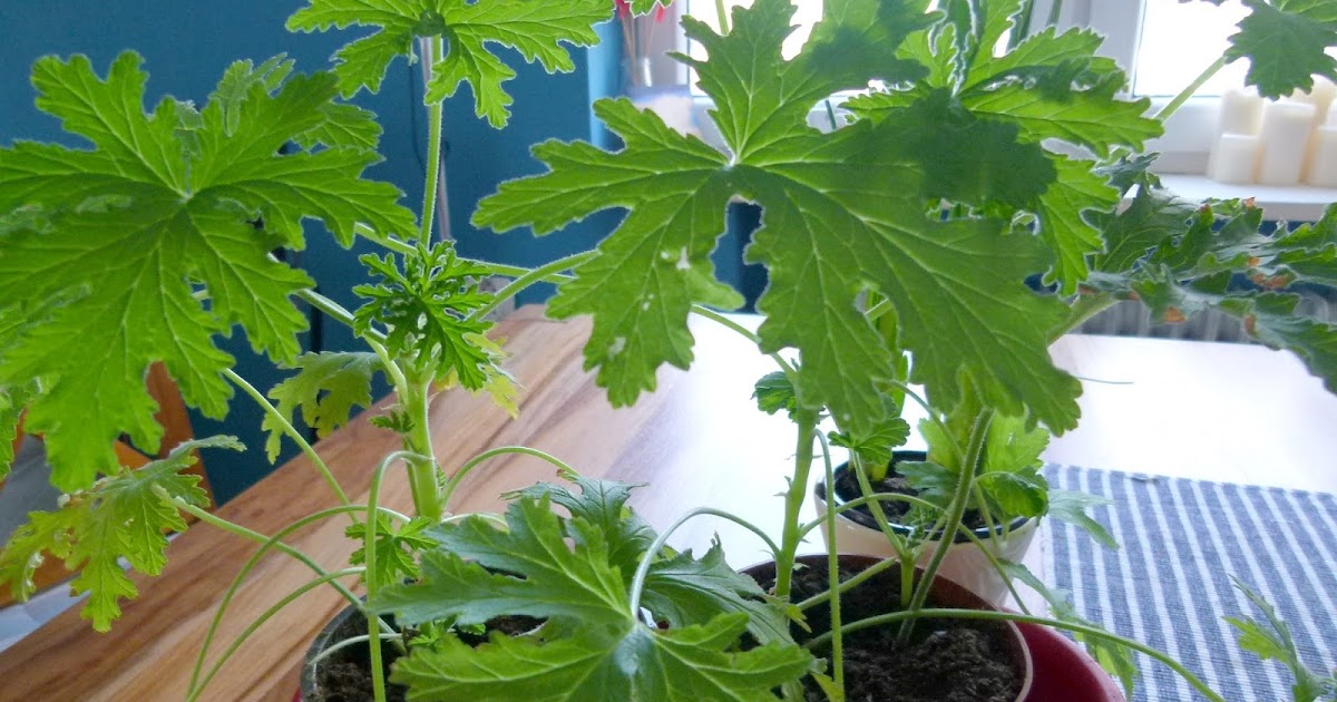 Droga do prostego życia: Życiodajne rośliny: anginka