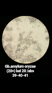 Farmakognosi: Amylum Oryzae