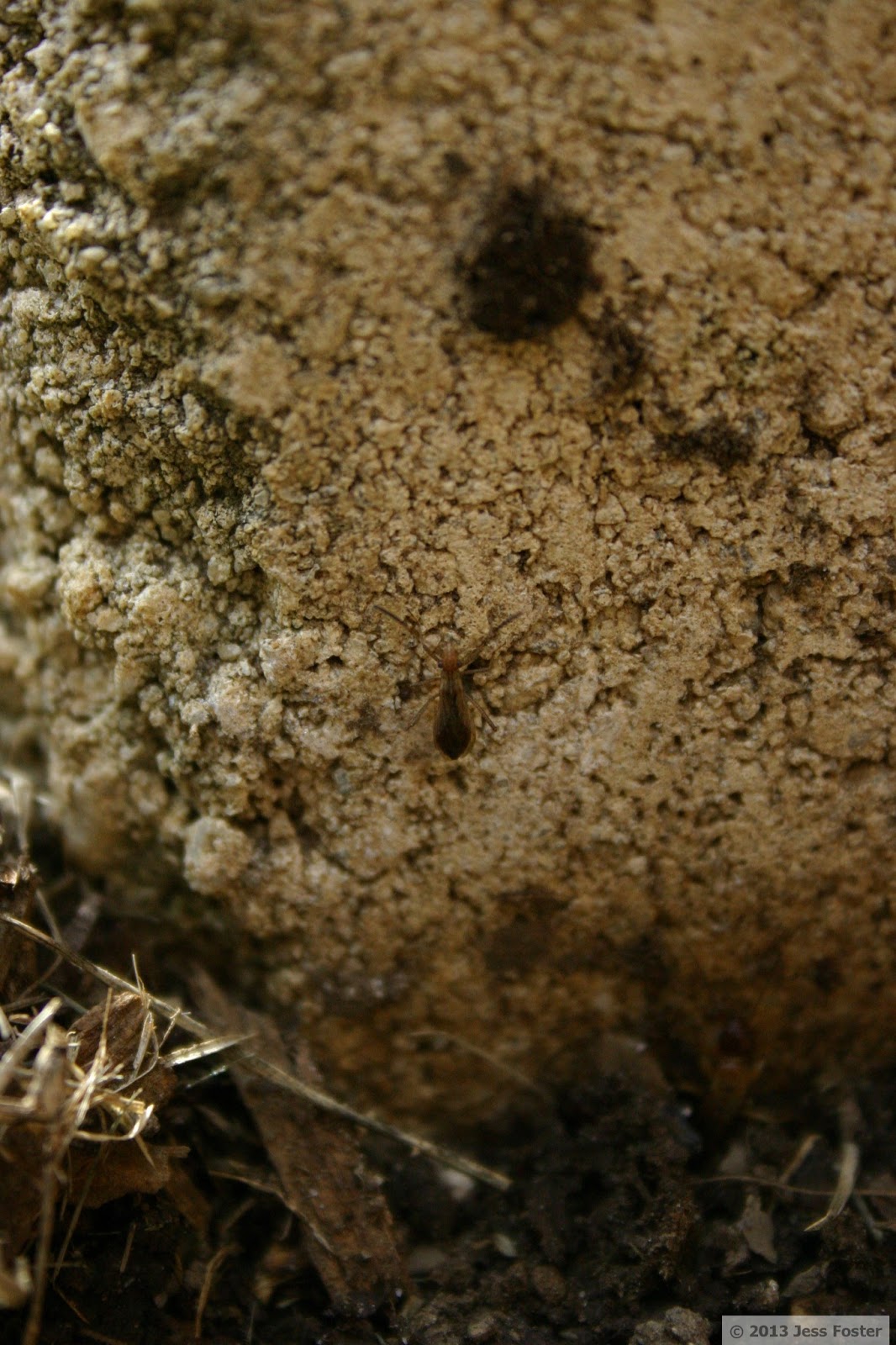 Sluggin' Along: Broad-Headed Bug