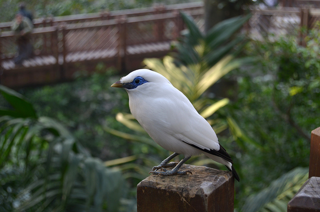 Bird Pictures and Information