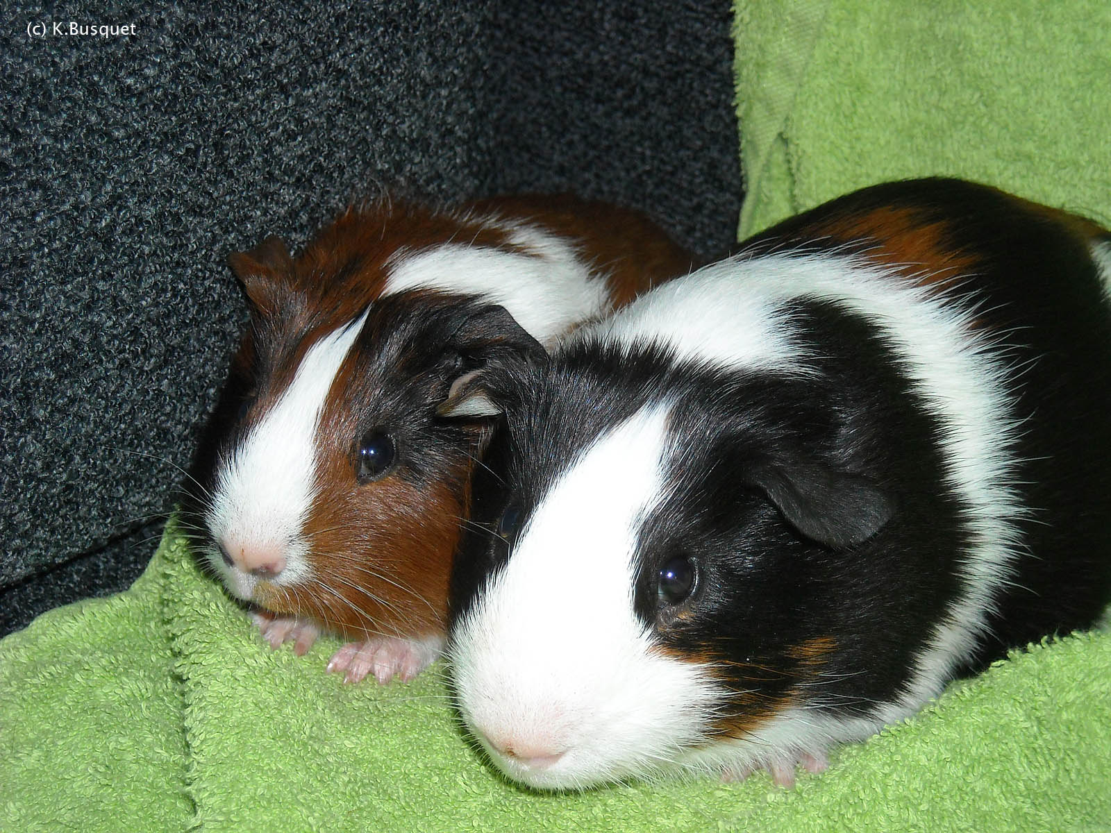 Cavia Achtergronden
