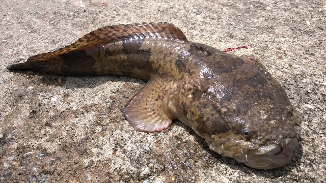 Nath et Dav en Guyane: petite pêche miraculeuse