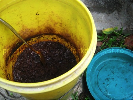 Neighborhood Dirt: HOW TO EXTRACT AND COLLECT HOMEMADE FISH EMULSION