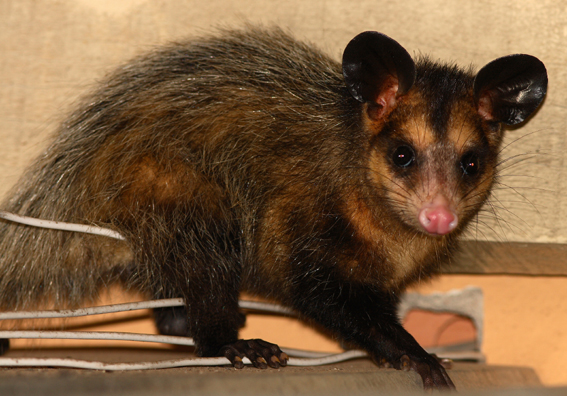 Natureza, Perfeição sem tamanho...