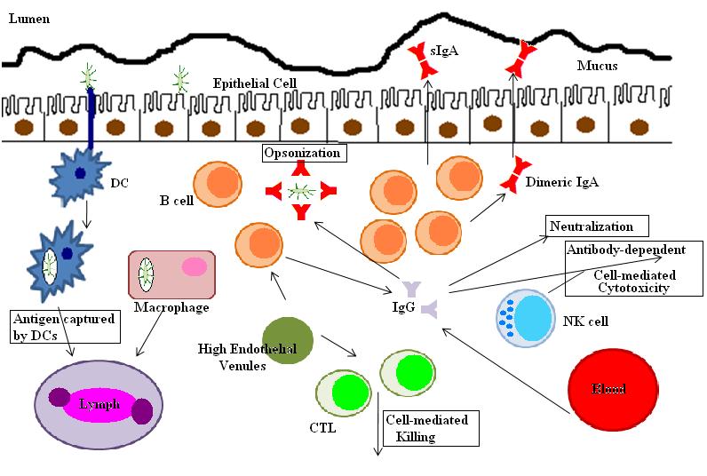 Perbedaan Sistem Imunitas Bawaan Dan Imunitas Adaptif