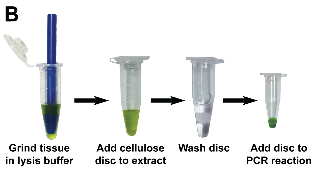 Extraction d'ADN en 30 secondes sur du papier