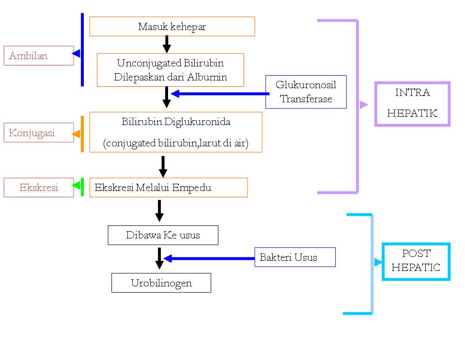 HeaLtH: Ikterus