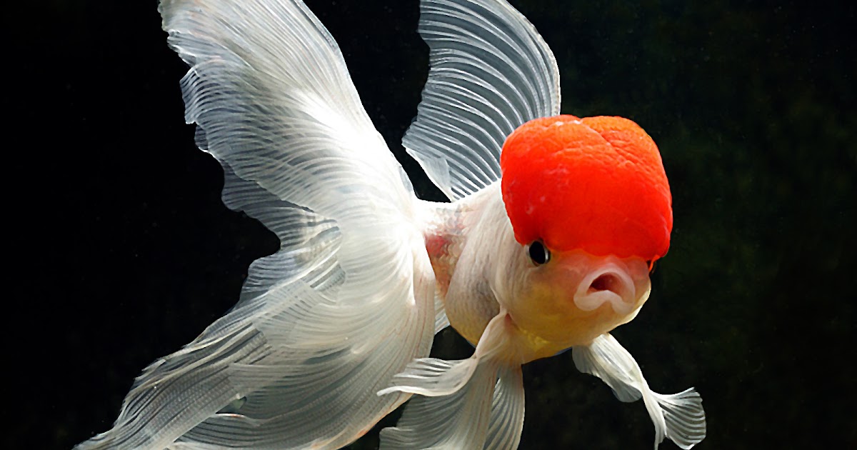 RED CAP FISH - information