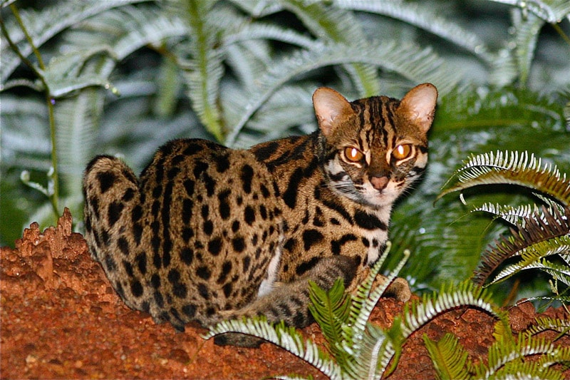 10 felinos hermosos que quizá no conoces