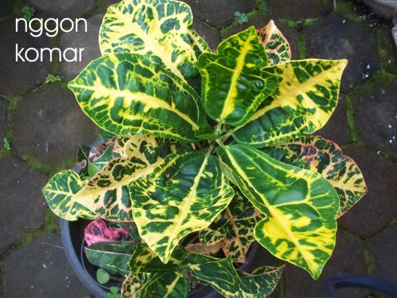 Sanctuary Inc.: Puring Naik Kasta