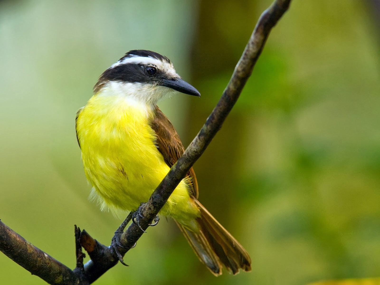 Great Kiskadee ~ Birds World