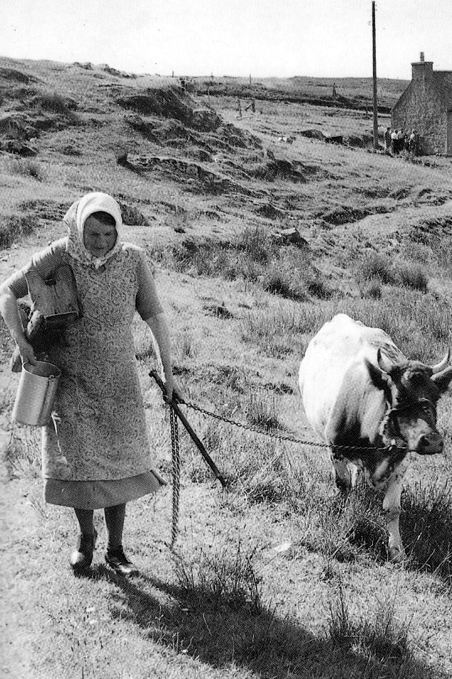 Tour Scotland: Old Photograph Crofter With A Cow Isle Of Harris Scotland