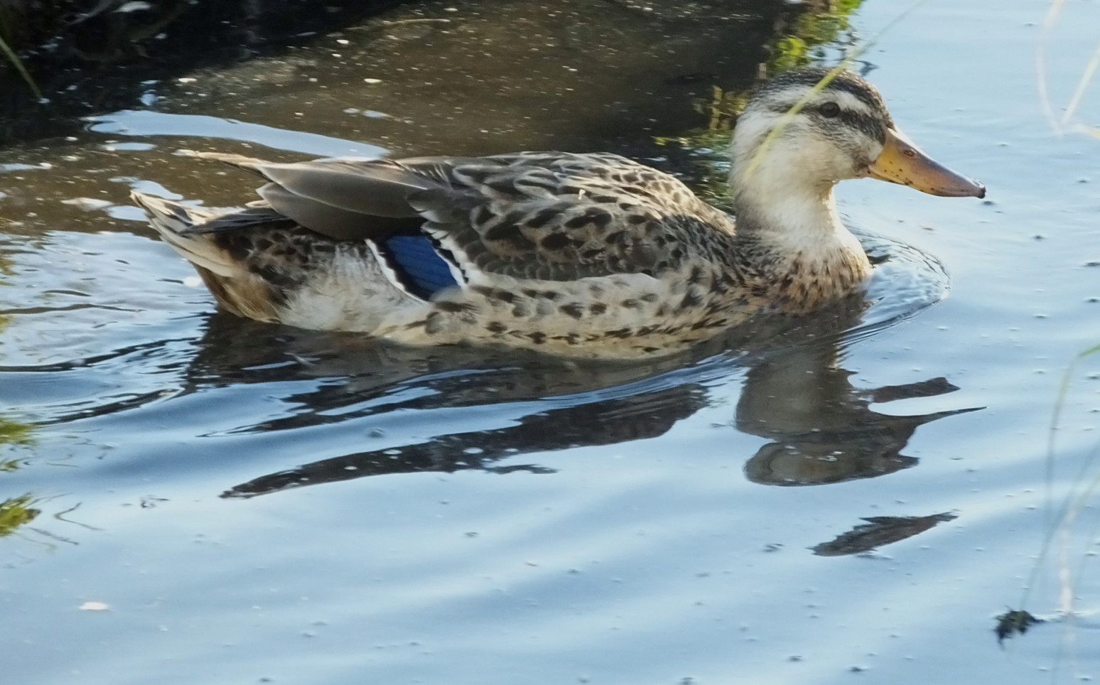 The Show and Tell Nature Blog: A Strange Duck, An Old Mine, and a New ...