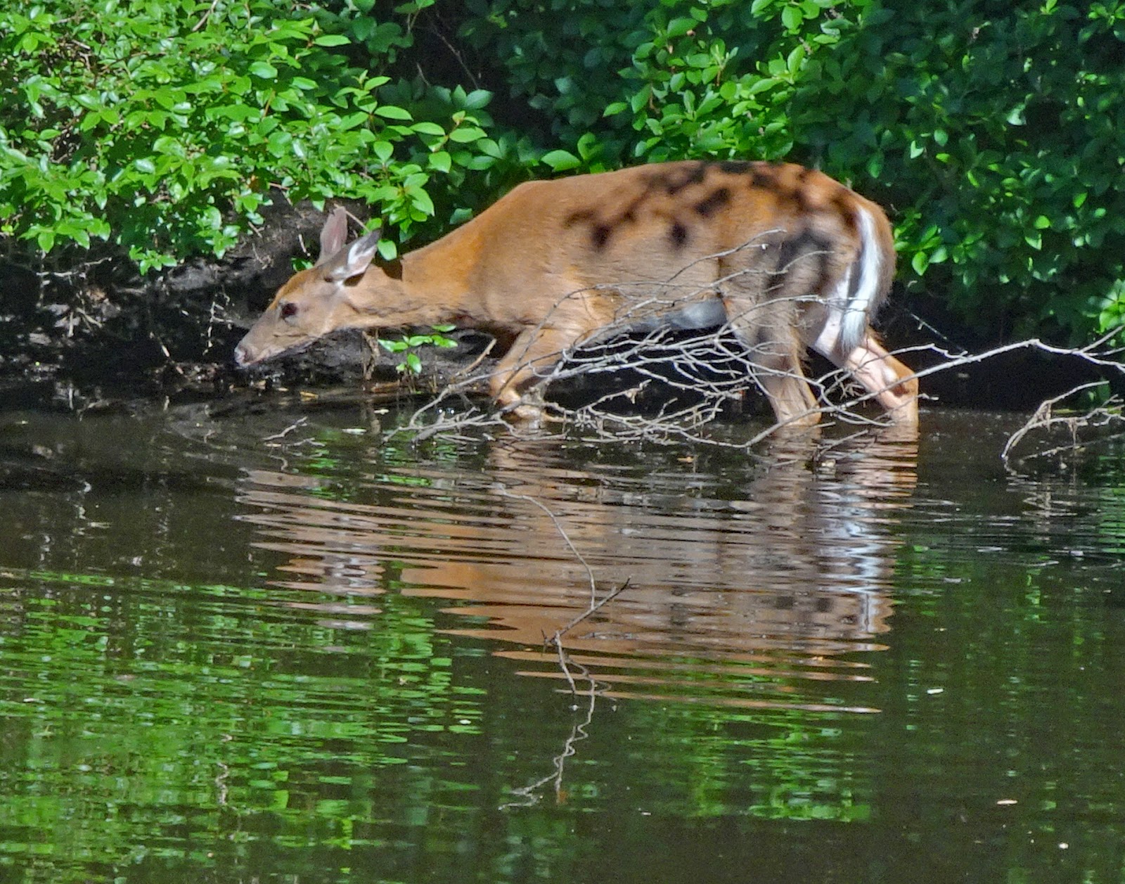 Joe's Retirement Blog: Pond Life, Manomet, Plymouth, Massachusetts, USA