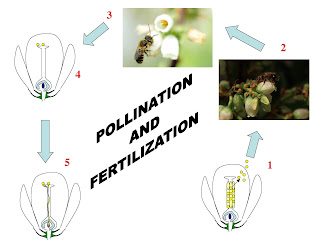 REPRODUKSI TUMBUHAN - warnetter