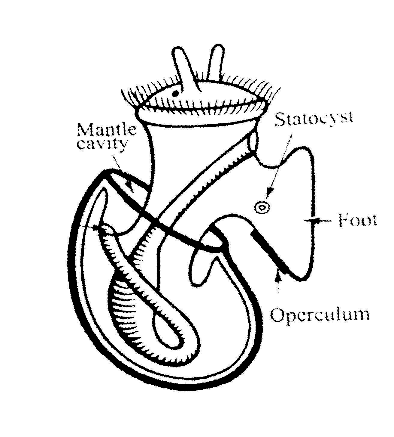 Characteristic features of Phylum Mollusca