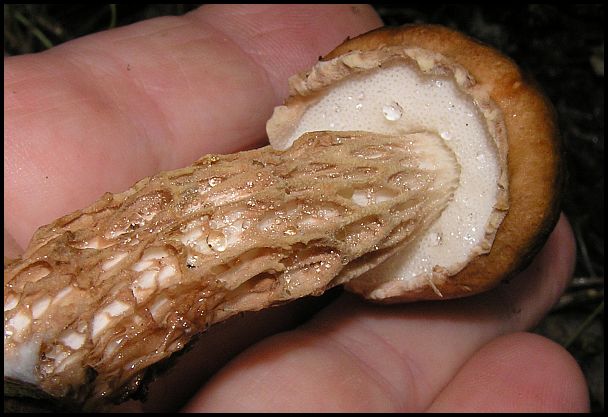 Australian Fungi - A Blog: #55 Austroboletus lacunosus