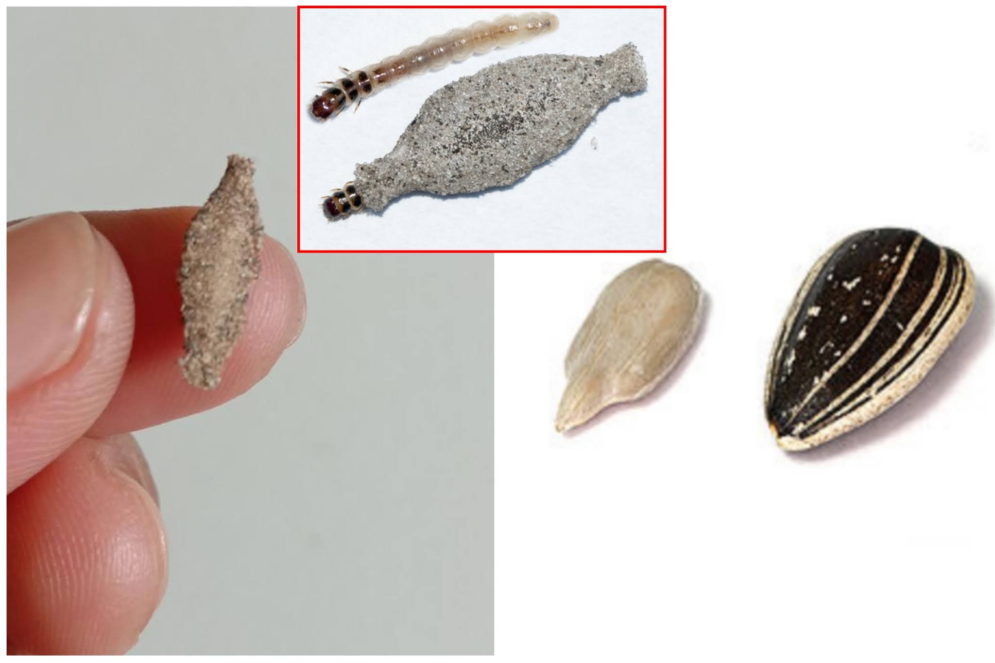 Mengenal Kamitetep si Serangga yang Mirip Kuaci - IzziMax.com