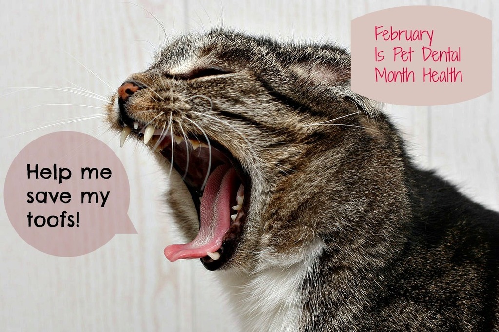 Save Your Cat's Teeth! It's National Pet Dental Health Month. | Lola ...