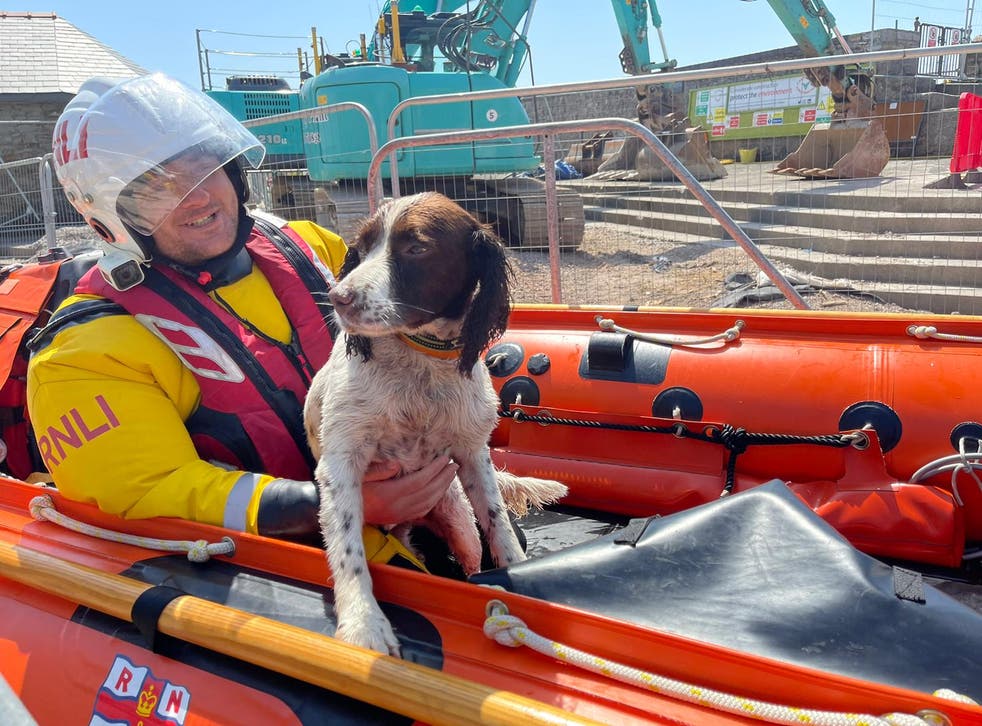 The On-Line Buzzletter: Good news! UK Lifeboat Rescuers find lost dog ...