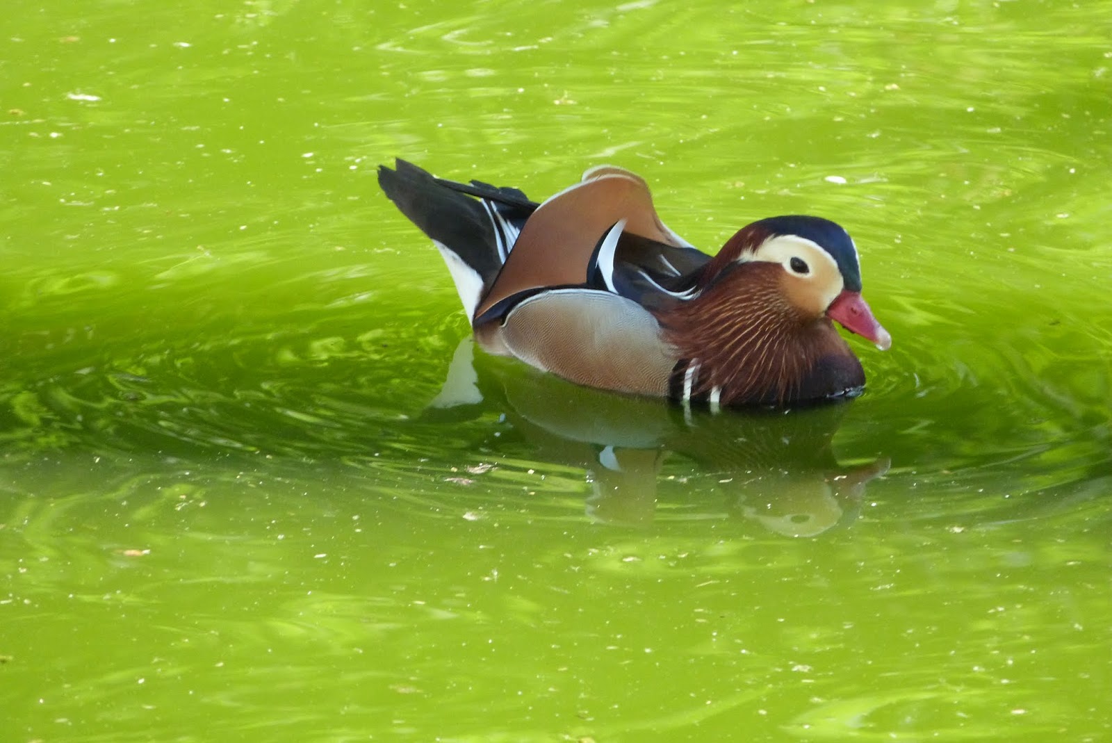 Frumusetile naturii: Rata mandarin (Aix galericulata)