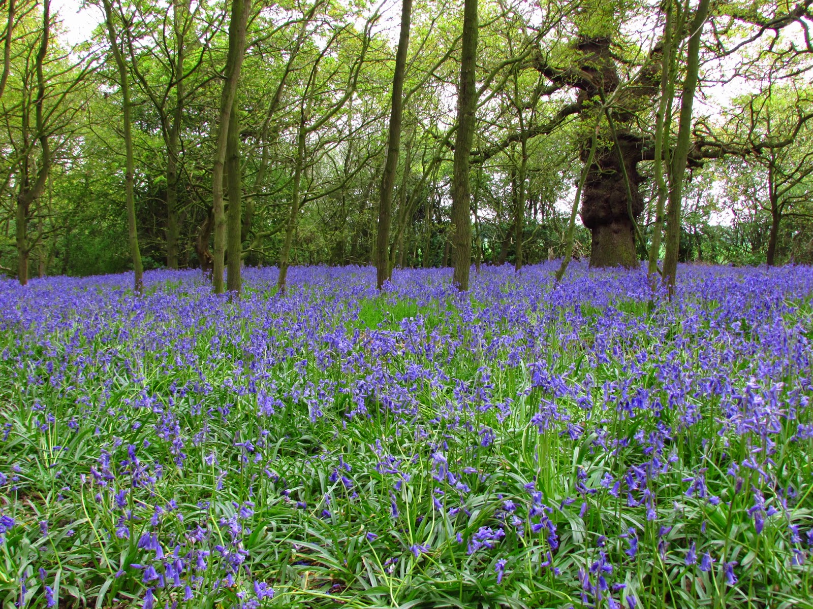 Wild at Hull: Burton Bushes bluebells