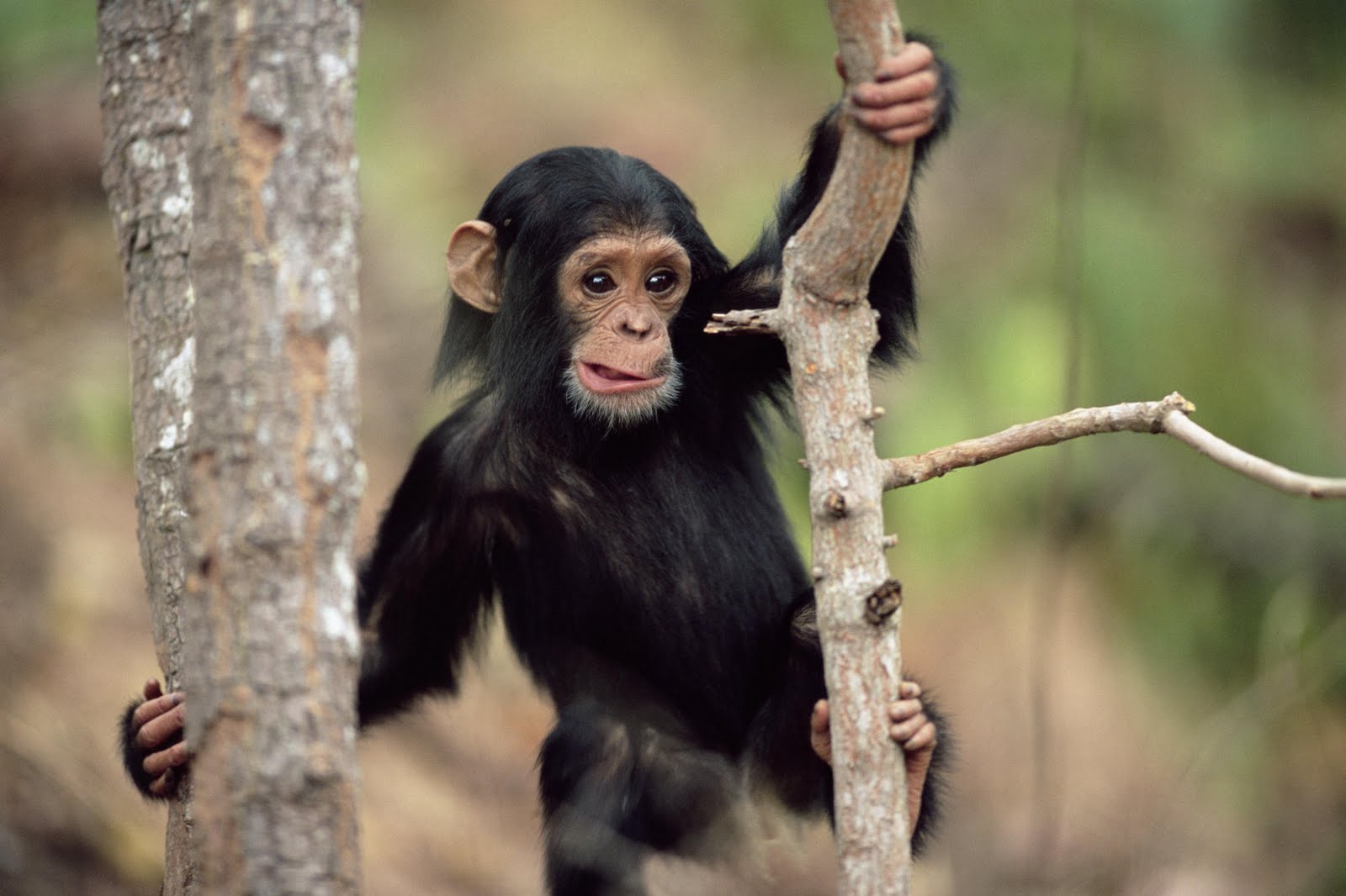Imágenes del mundo animal: Chimpancé