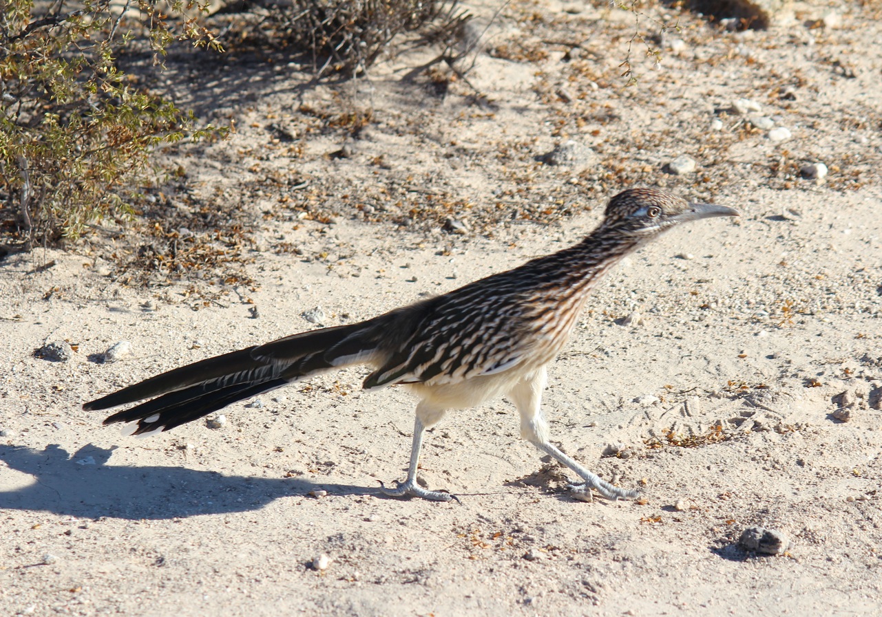 Your Daily Dose of Sabino Canyon: Roadrunner, roadrunner