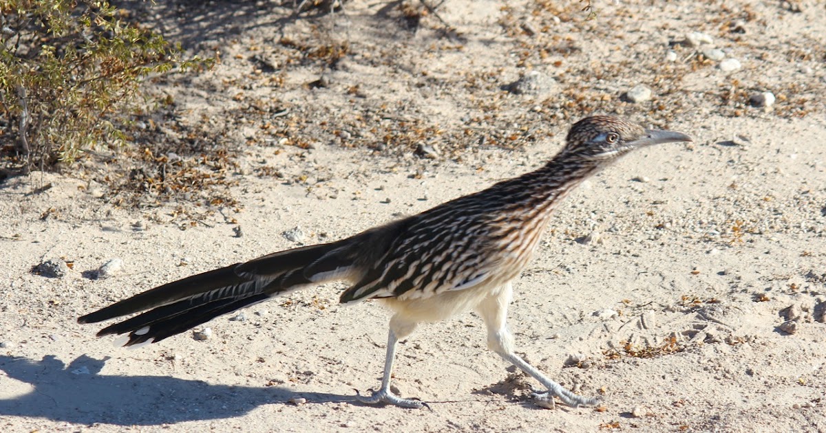 Your Daily Dose of Sabino Canyon: Roadrunner, roadrunner