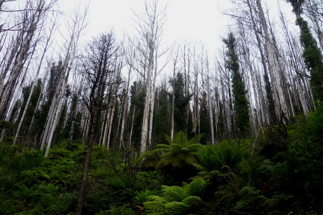 Kay Parkin Birding: Toolangi State Forest and Yarra Ranges National ...