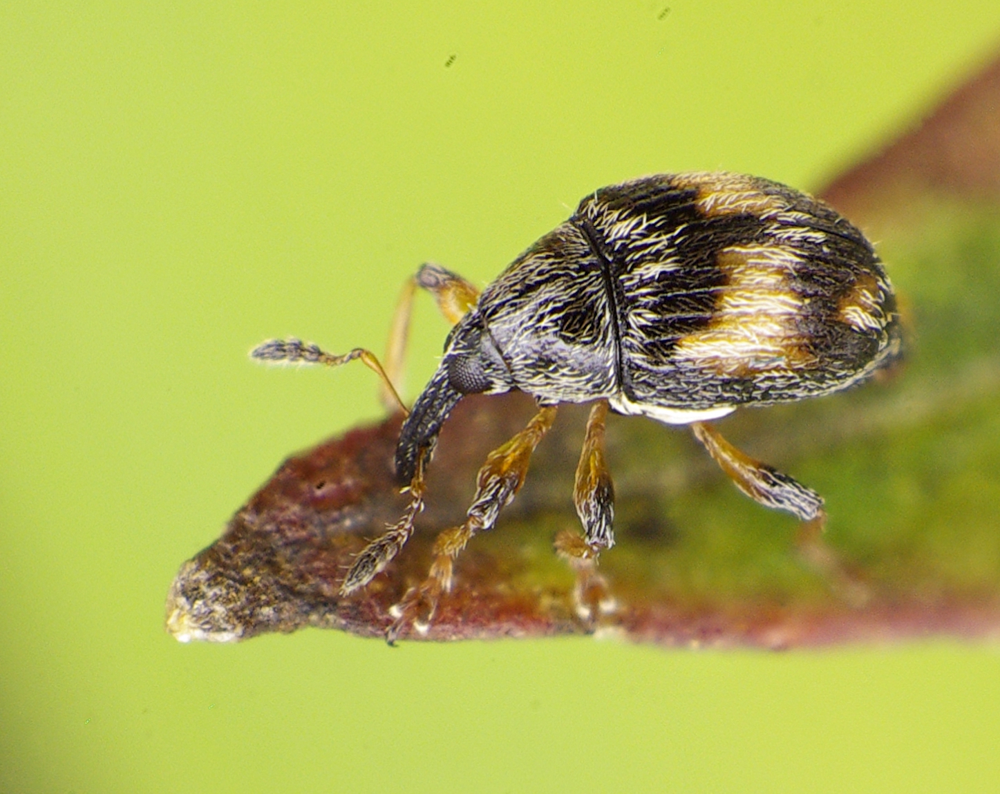 Variety of Life: Brentidae