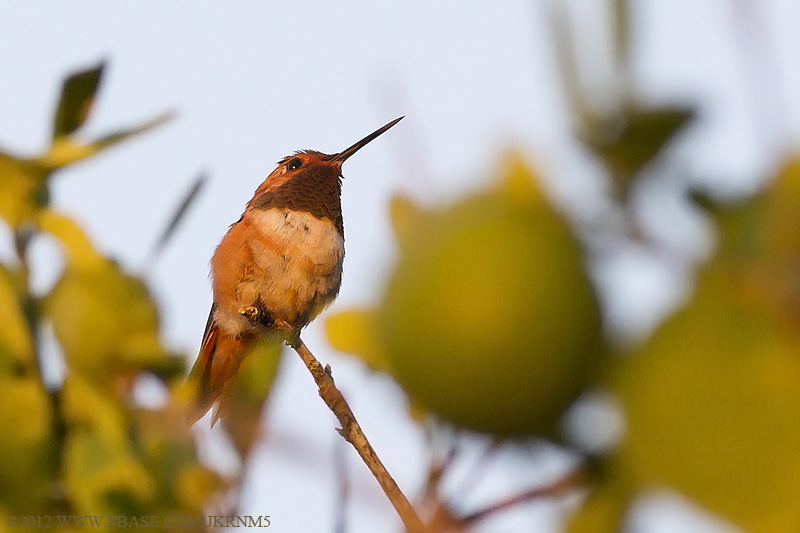 SWFloridabirder: Do Rufous Hummingbirds Sing