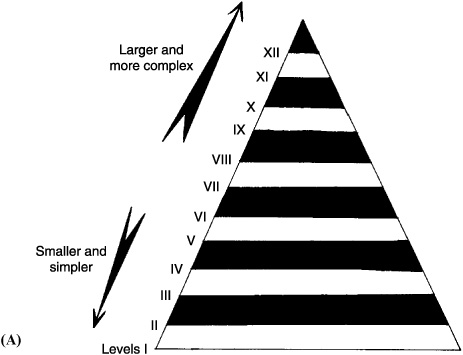 Kaelyn's Creative Studio: Biology & Negative Space