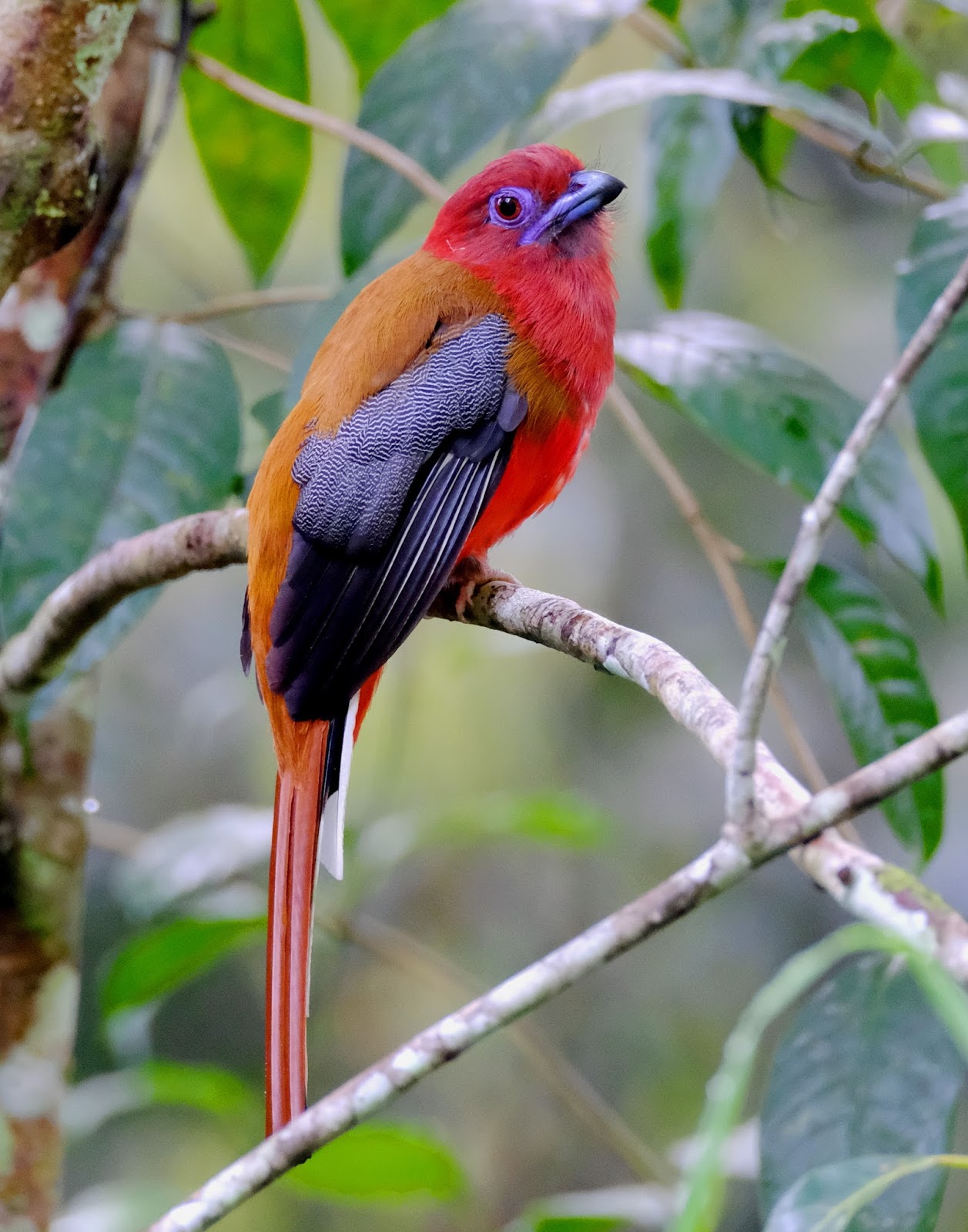 Mike is the name Birding is the game ( Birding in Malaysia - Malaysian ...