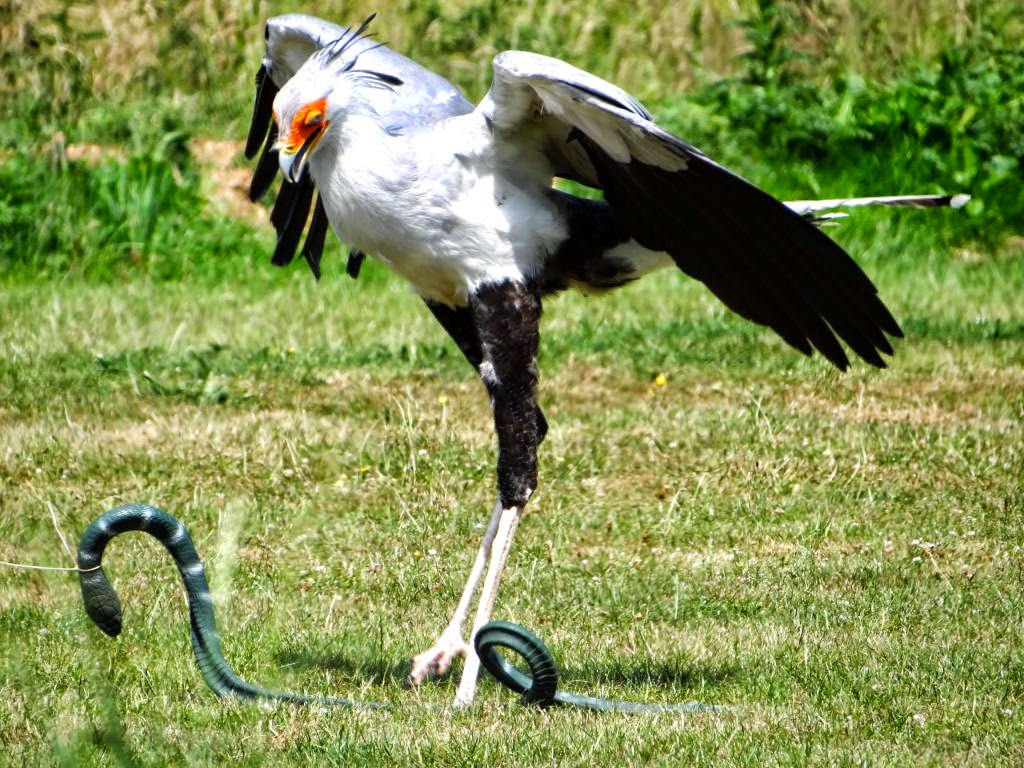 SECRETARY BIRD photos - wallpapers | the fun bank