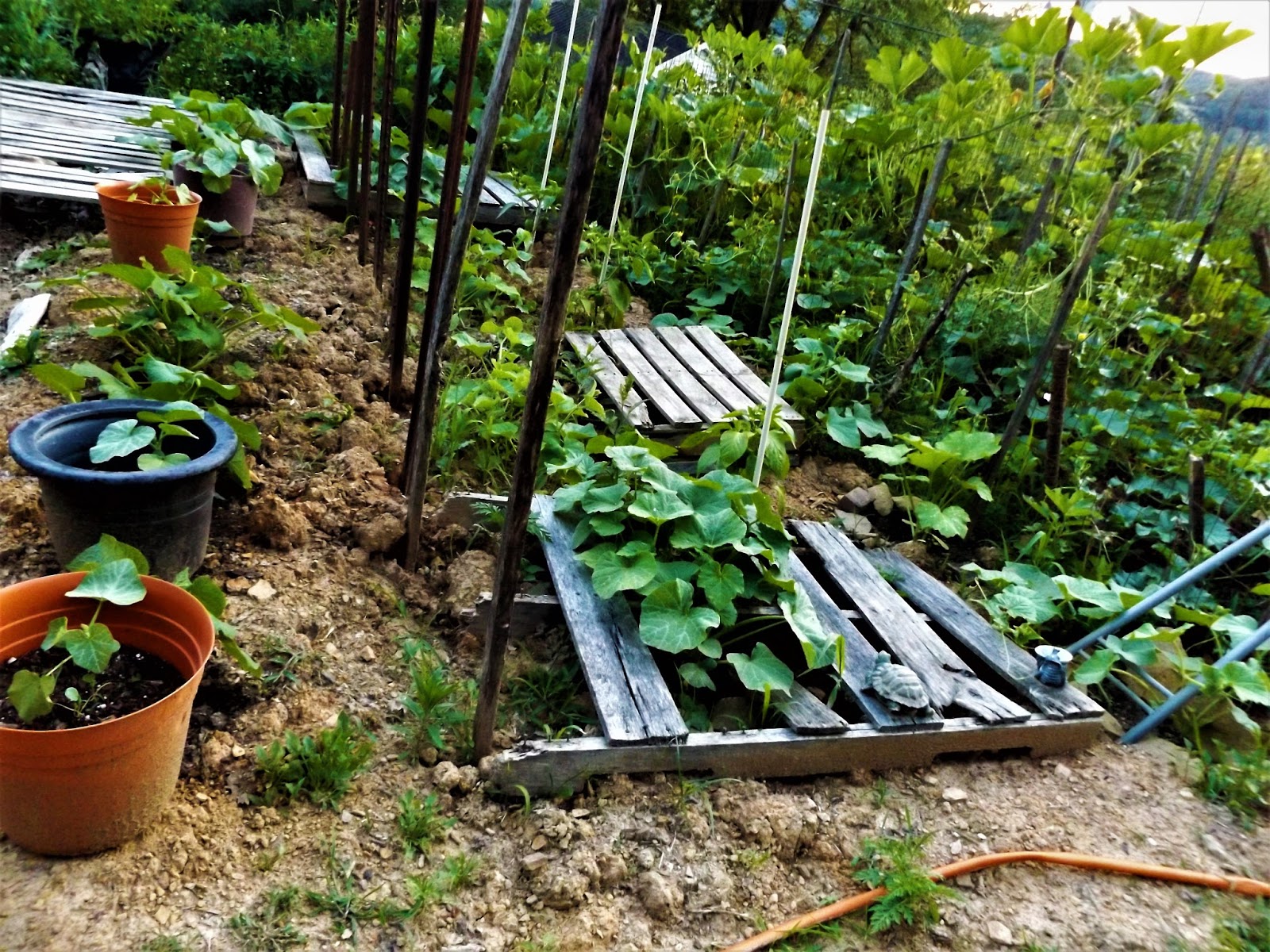 Vegans Living Off the Land: Beautifully aesthetic trellis vegetable garden